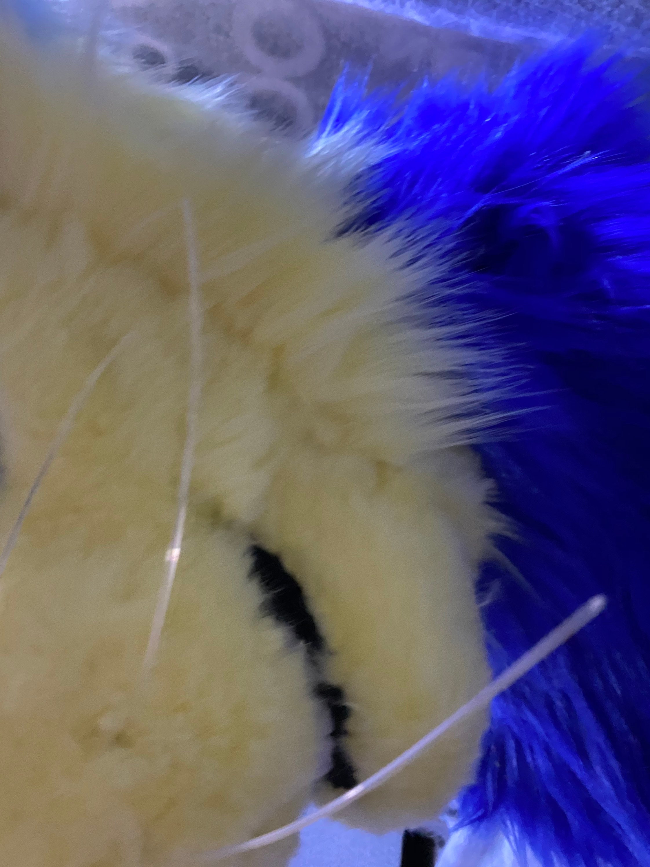 Fursuit Whiskers Made to Order Custom Length Packs of 10 - Etsy Canada