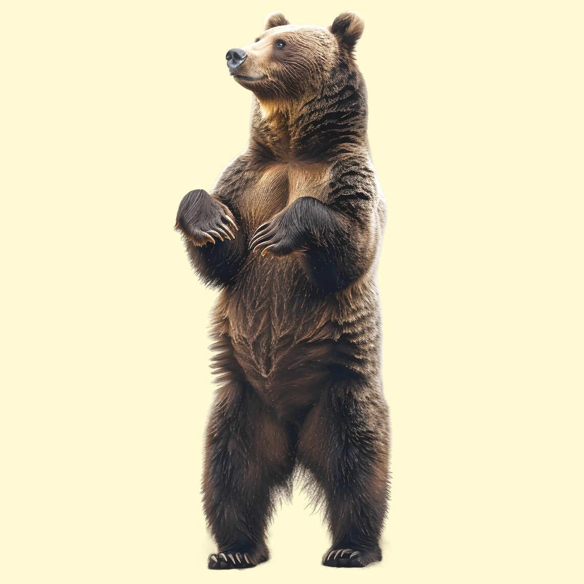 Grizzly Bear Clipart Transparent Background PNG Brown Bears Realistic ...