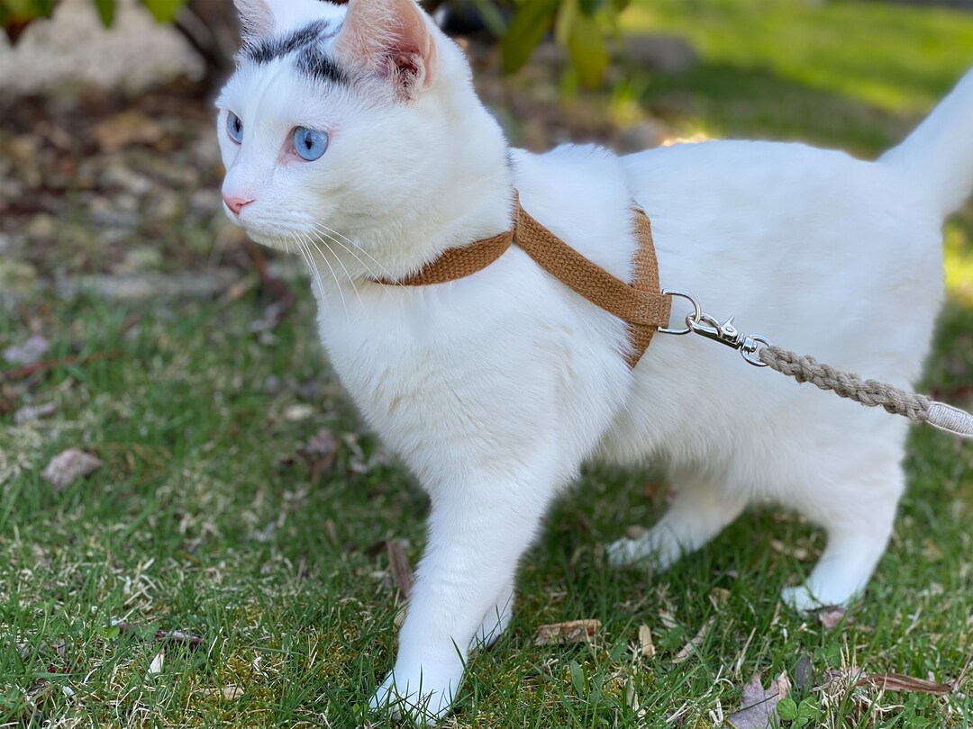 Tea-stained Just Hemp Cat Harness, H-style Harness, Adjustable Harness ...