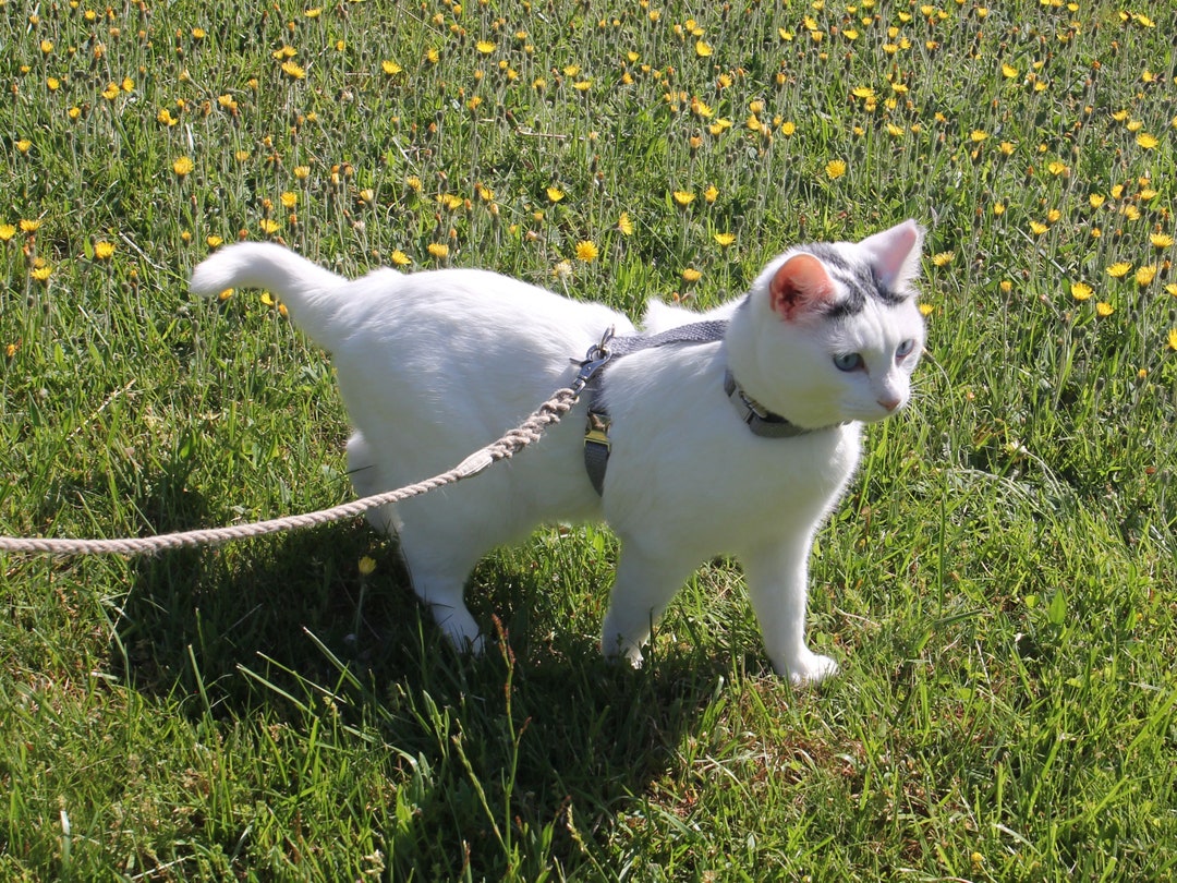 Pebble Beach Just Hemp Cat Harness, Natural, H-style, Adjustable ...