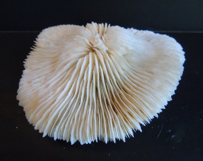 Vtg Large Raised Sea Mushroom Coral Fish Tank Terrarium - Etsy