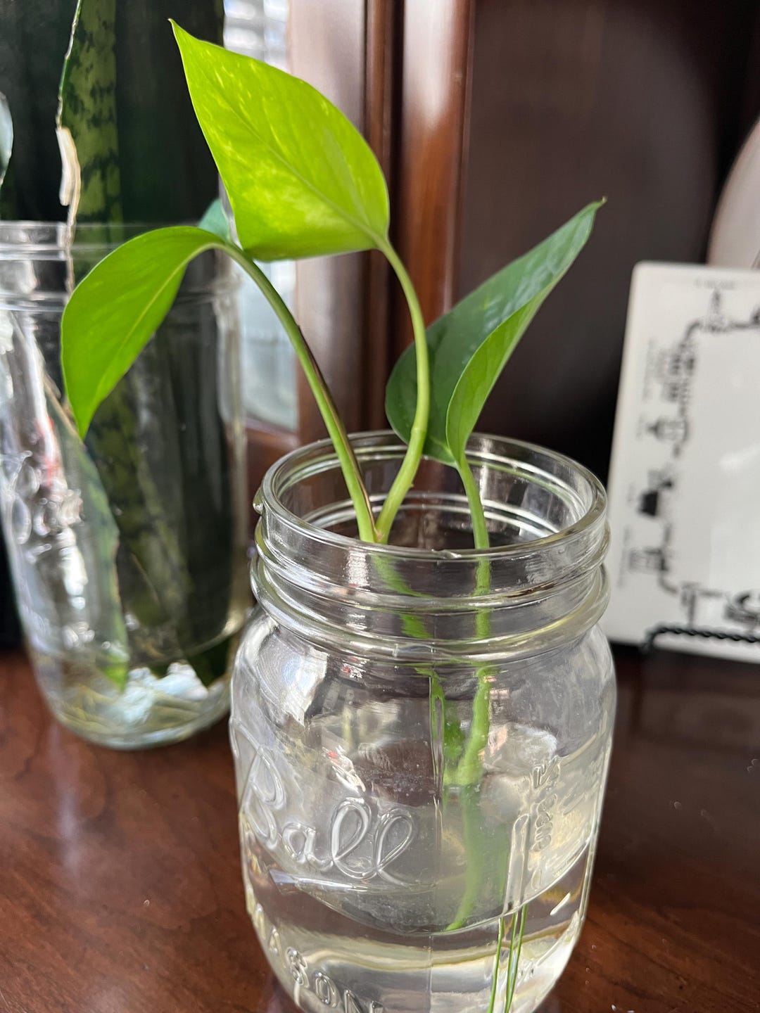 Pathos Cutting With Root - Etsy