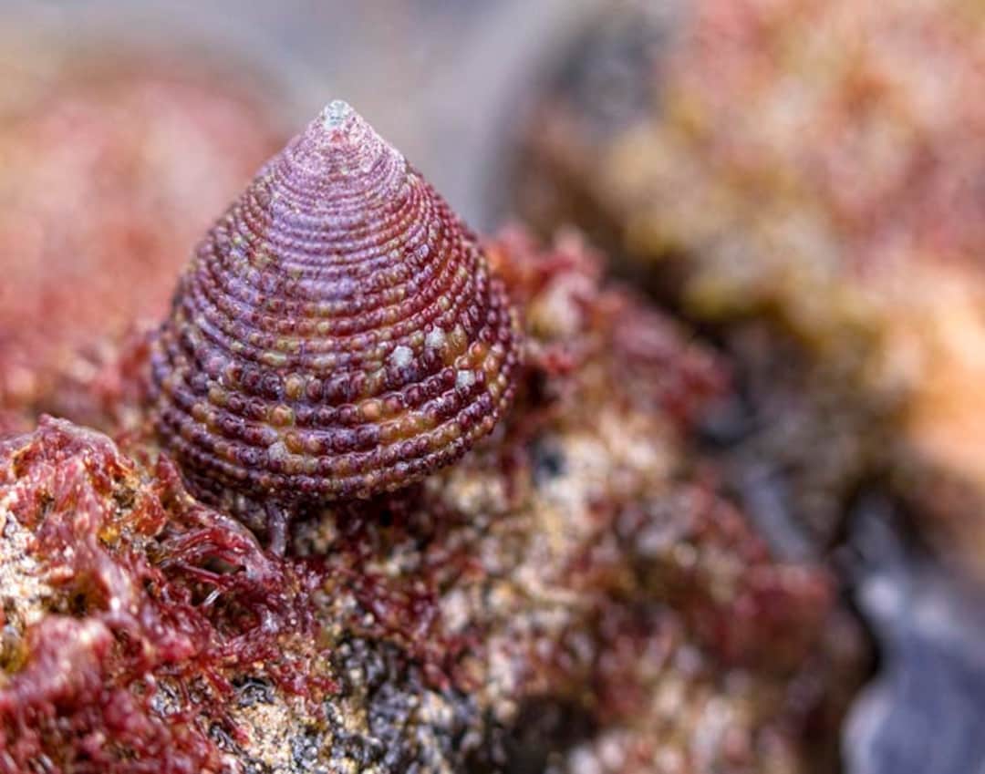 Tide Pools, Ocean Theme, Shells, Fine Art Print, "red on Red" - Etsy