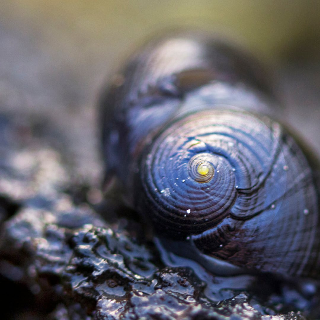 Tide Pools, Square, Ocean Photography, Home Decor, Fine Art Print ...