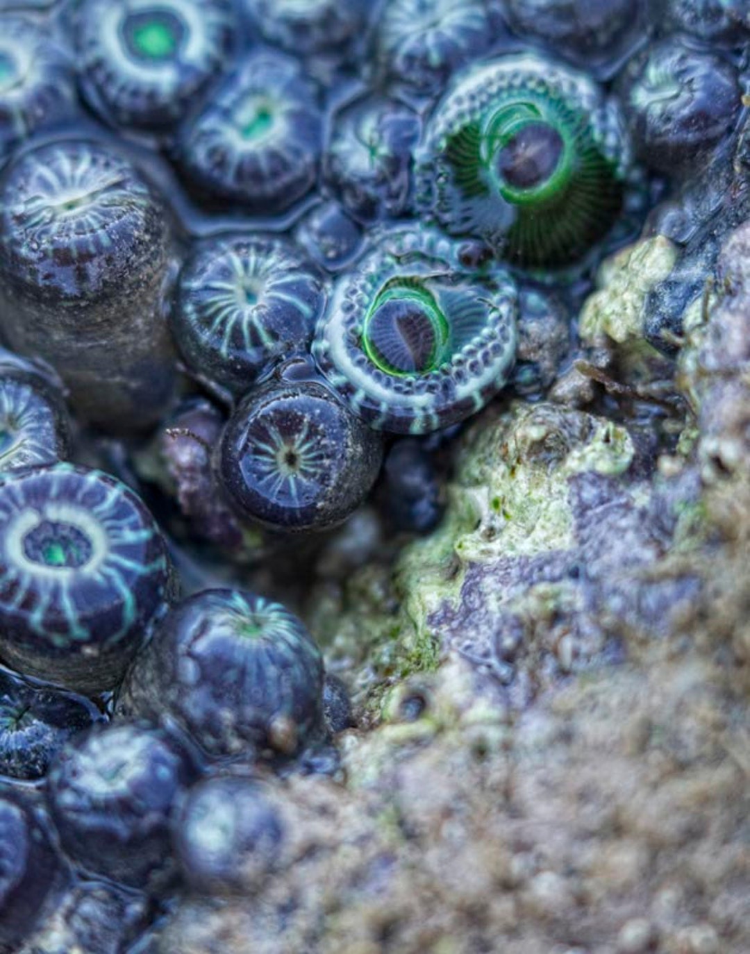 Tide Pools, Ocean Theme, Blue, Fine Art Print, "dragon Eyes" - Etsy