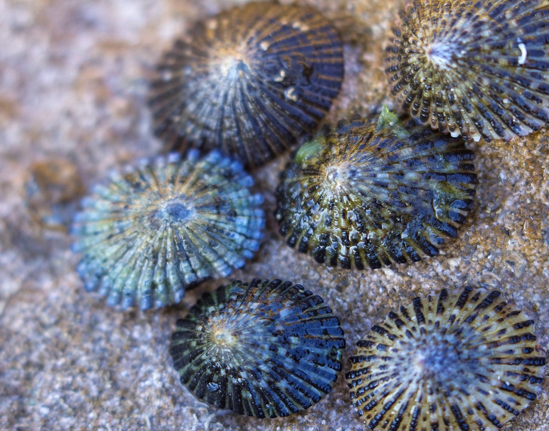 Tide Pools, Ocean Theme, Fine Art Photography, "opihi Clan" - Etsy