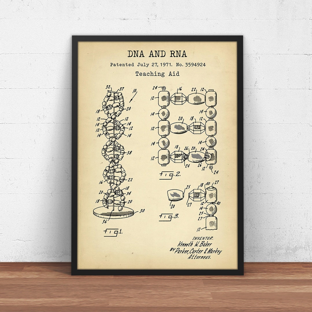 DNA and RNA Teaching Aid Patent Print, Genetics Decor, Medical Student ...