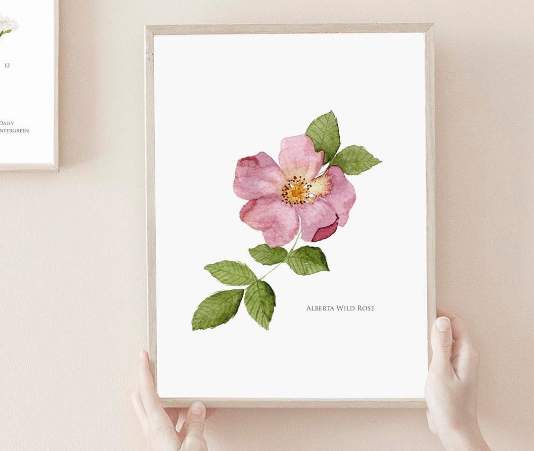 Alberta Wild Rose, Wildflower Painting, Wild Rose Art, Wildflower Wall ...