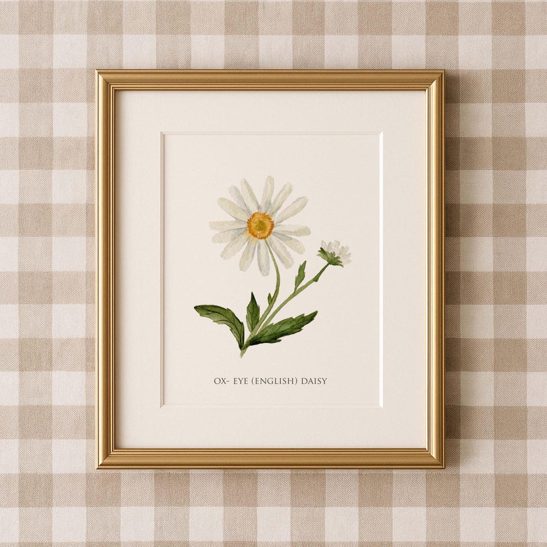 Daisy Flower Watercolor Print: Canadian Wildflower Art, Canadian Rocky ...