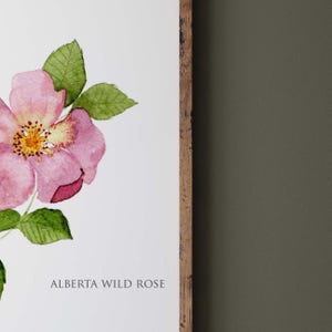 Alberta Wild Rose Watercolor Print: Canadian Wildflower Art - Etsy