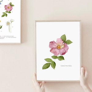 Alberta Wild Rose, Wildflower Painting, Wild Rose Art, Wildflower Wall ...