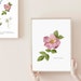 Alberta Wild Rose Wildflower Painting Wild Rose Art - Etsy