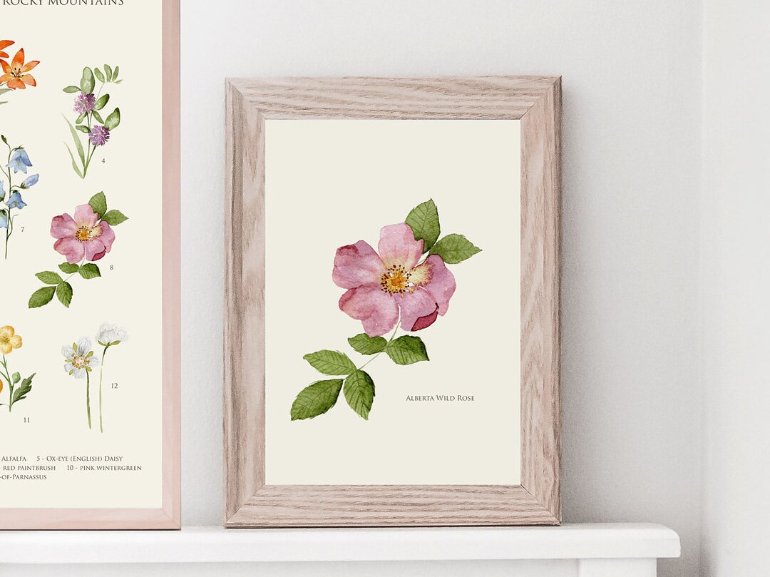 Alberta Wild Rose Wildflower Painting Wild Rose Art - Etsy