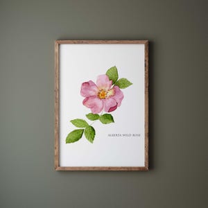 Alberta Wild Rose Watercolor Print: Canadian Wildflower Art - Etsy