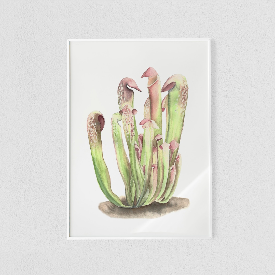 Sarracenia Carnivorous Plant Watercolor Scientific Illustration ...