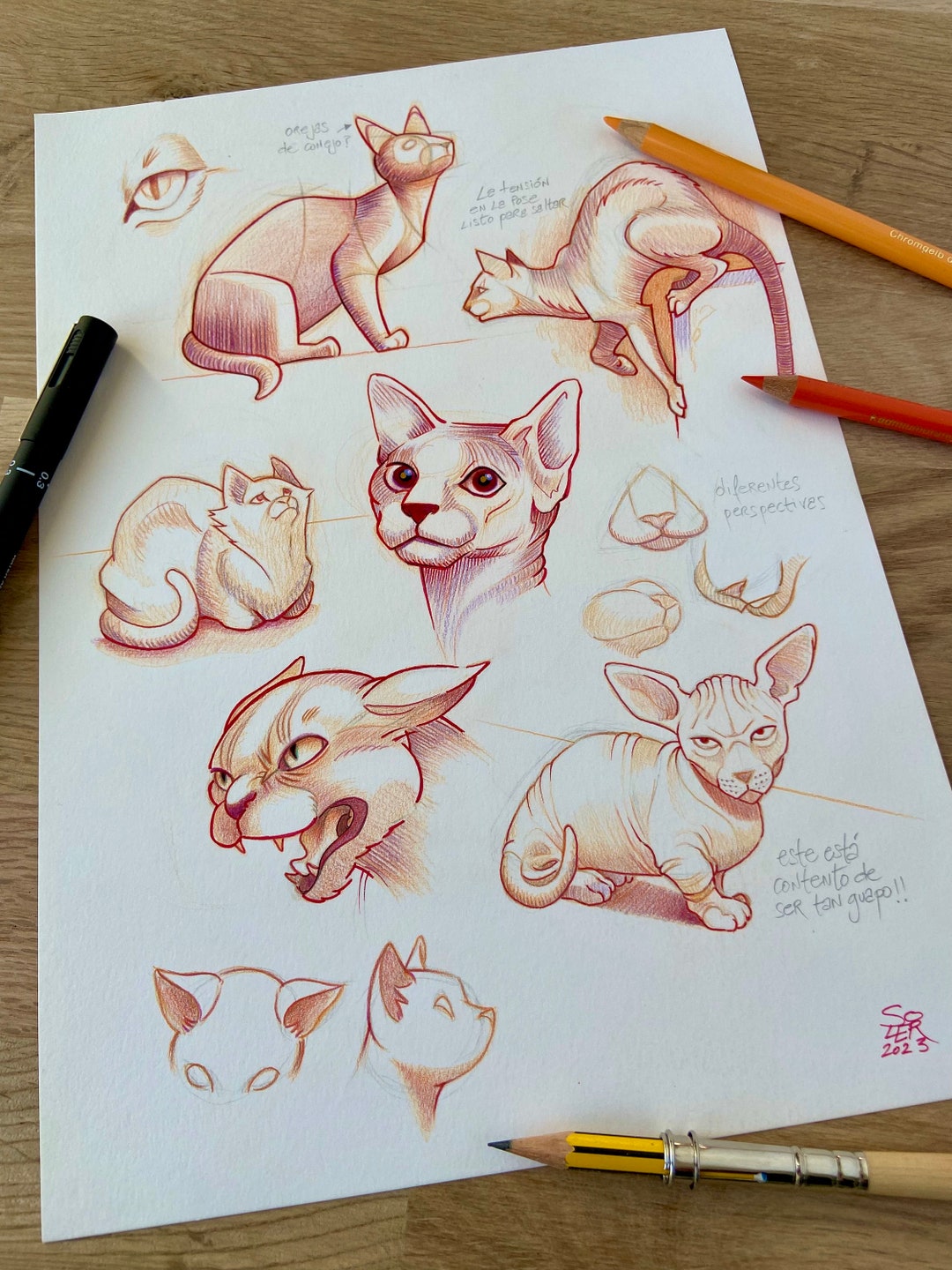 Original Drawing Study of Cats Movements and Expressions of - Etsy