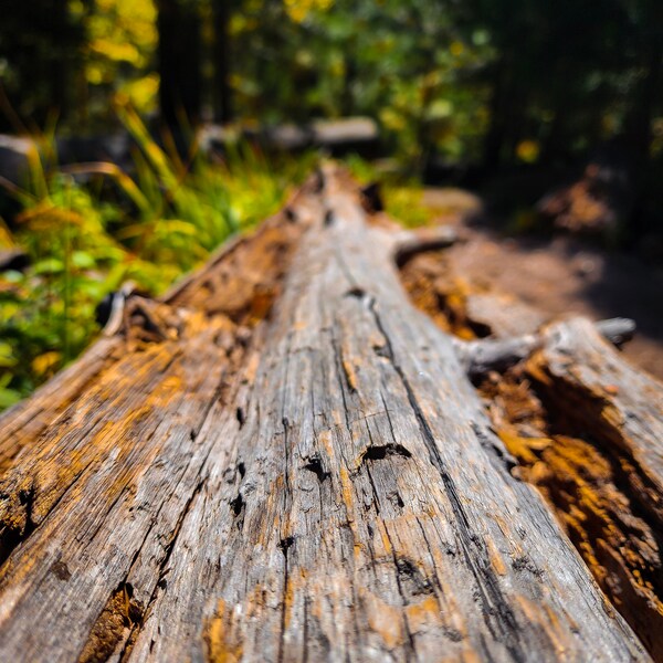 Fallen Log - Etsy