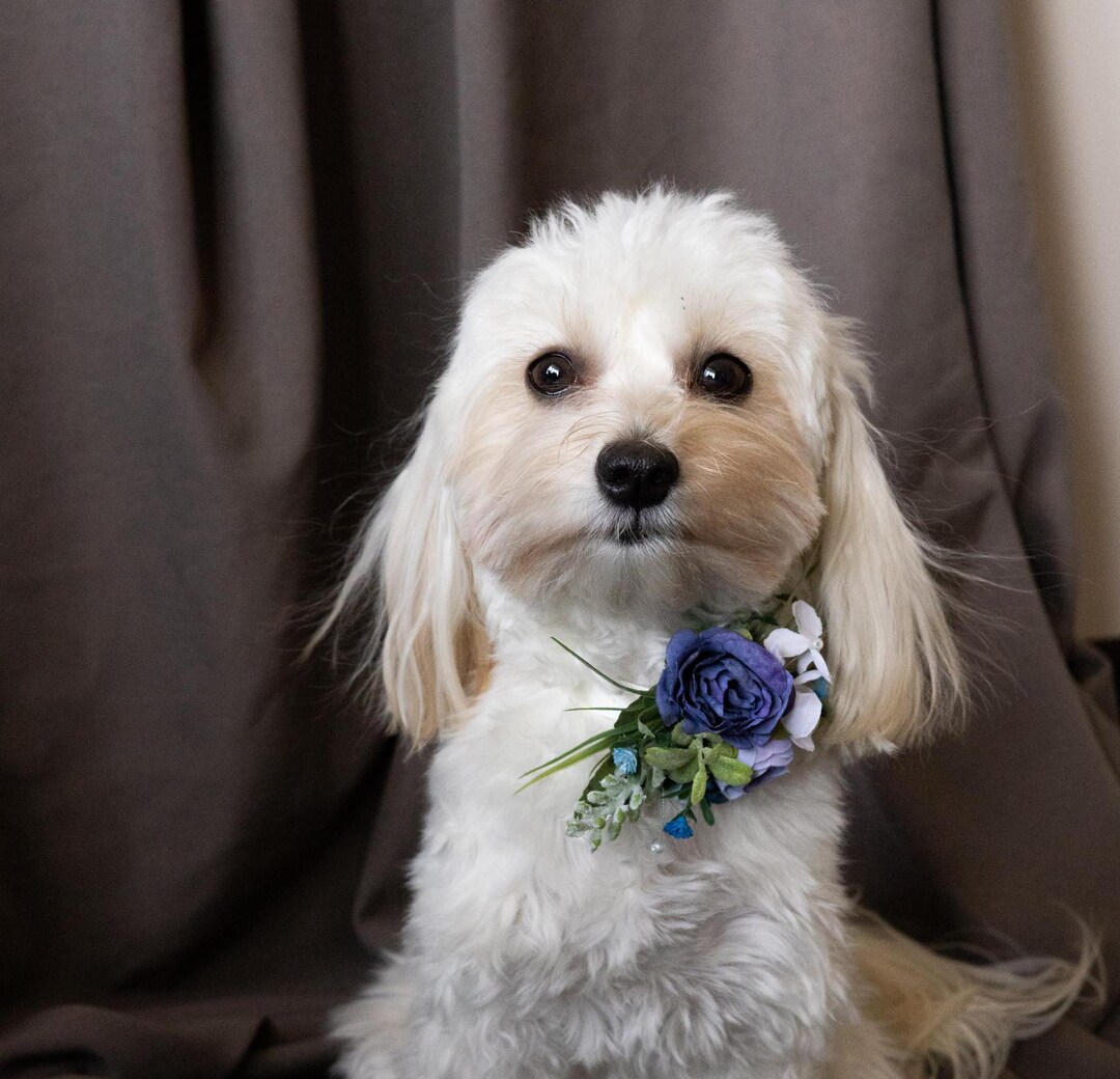 White & Blue Flower Dog Collar Customizable Pet Flower Collar Dog ...