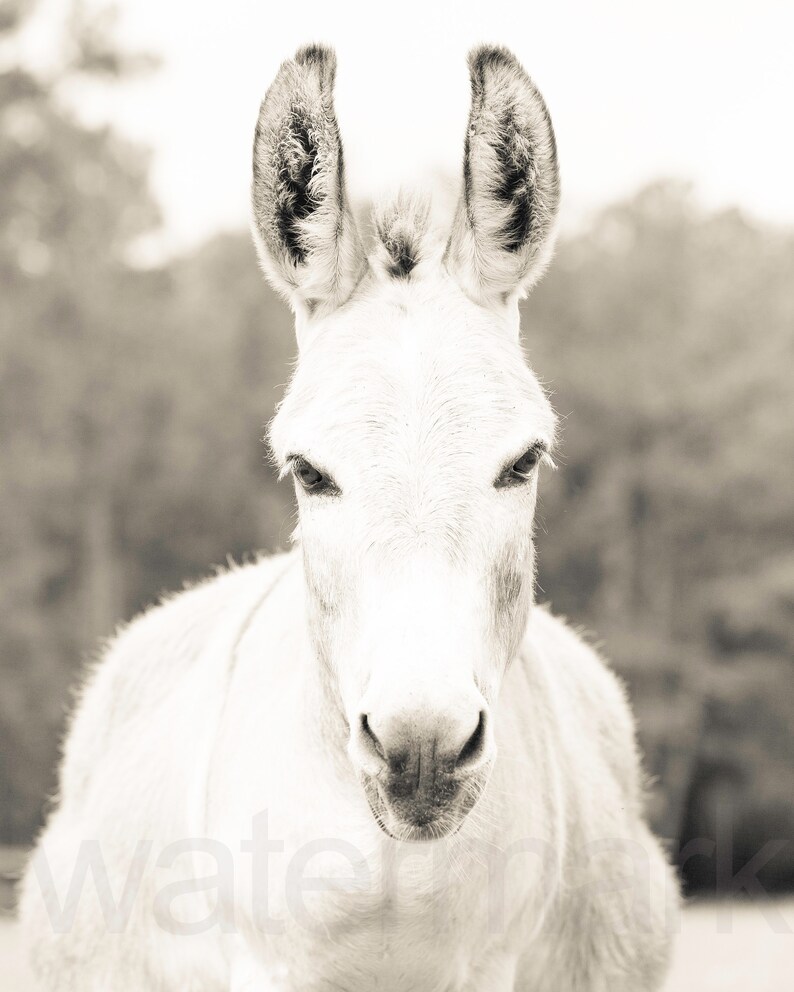 Sepia Donkey Portrait, Farm Animal Art, Nursery Decor (digital Download ...
