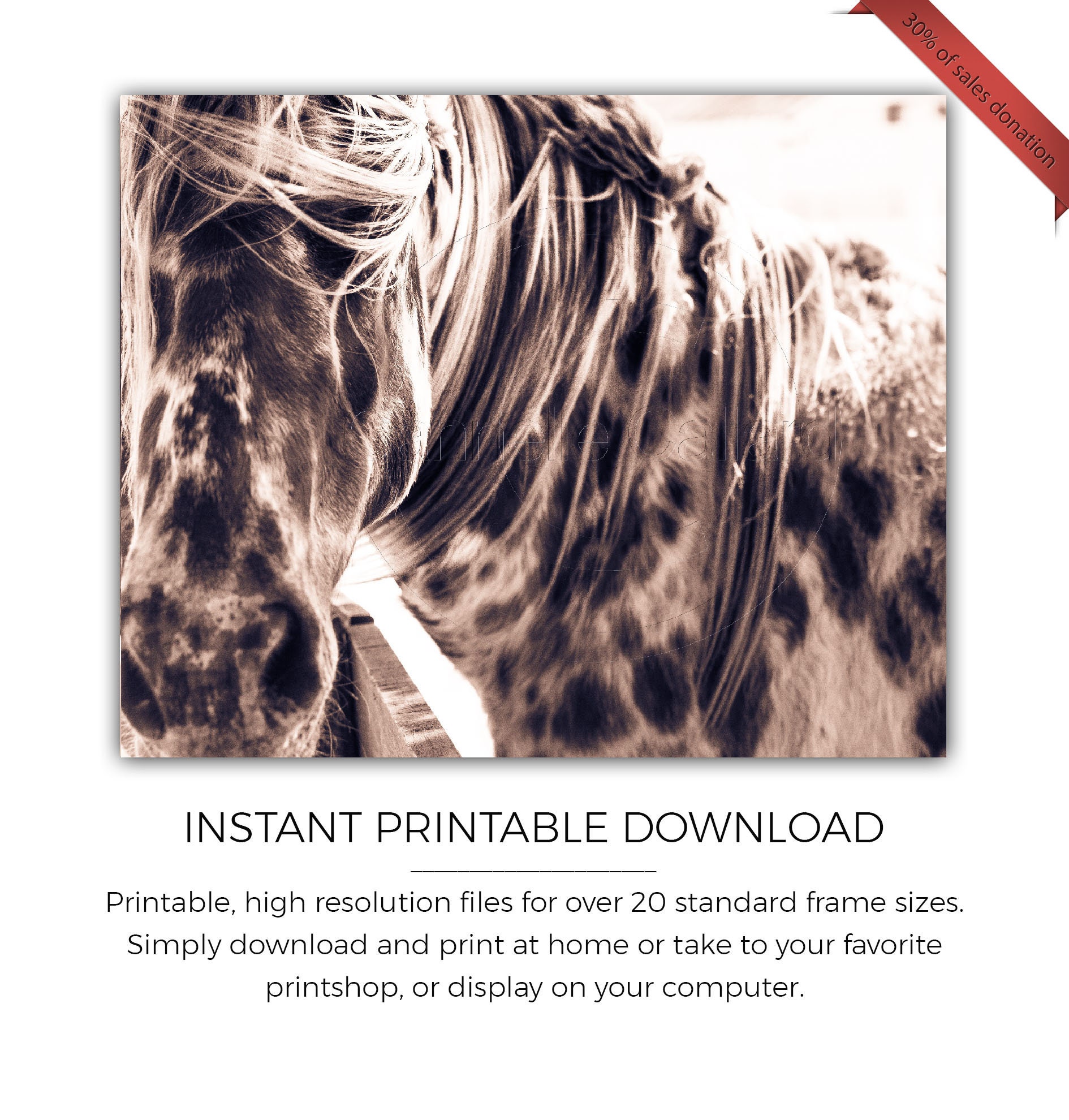Leopard Appaloosa Horse Photo Art Print (digital Download) - Etsy