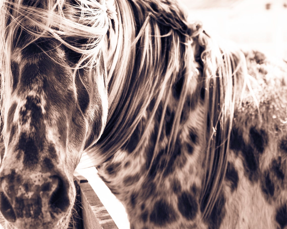 Leopard Appaloosa Horse Photo Art Print (digital Download) - Etsy