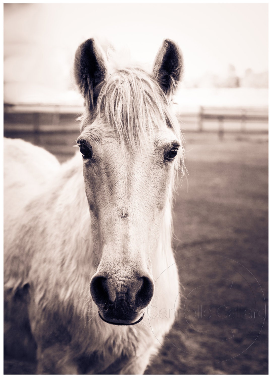 Horse photo, Horse Print, Sepia Photography, Shop for a cause, Wall art ...
