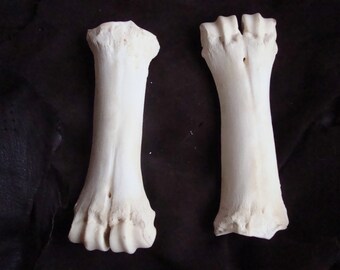 Bison bones | Etsy