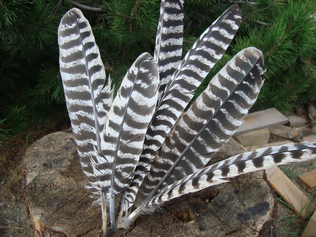 4 Wild Turkey Wing Feathers - Etsy