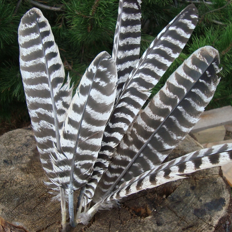 Wild Turkey Feathers - Etsy