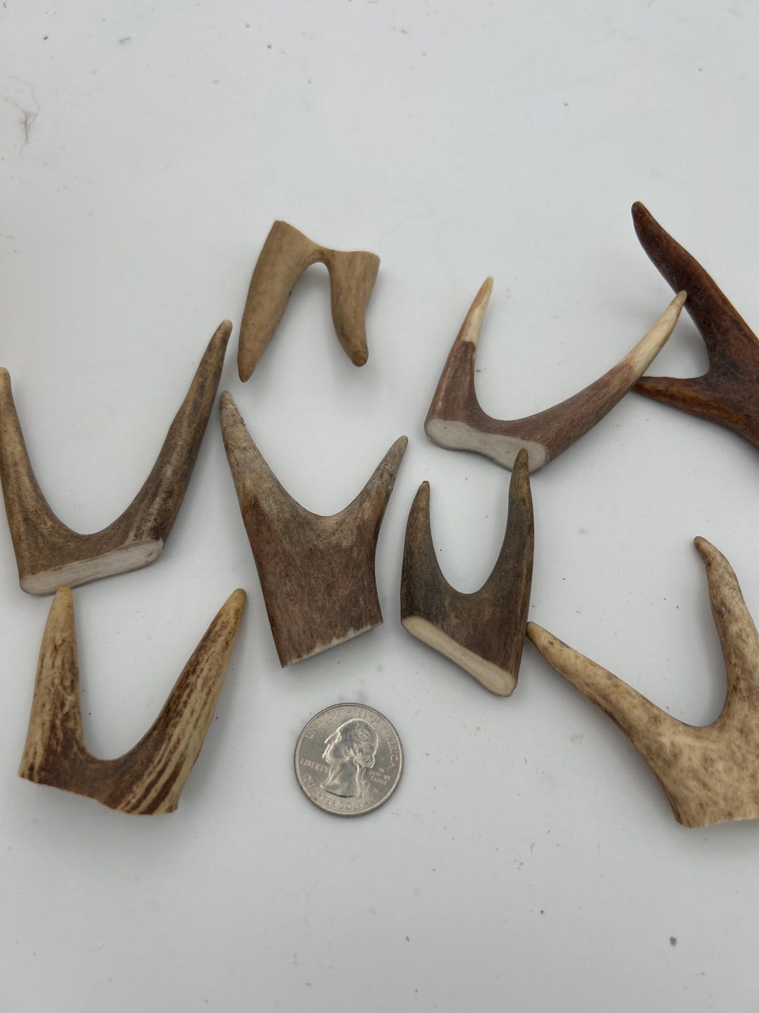5 Forked Deer Antler Tines Small - Etsy