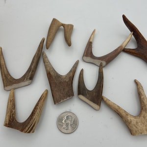 5 Forked Deer Antler Tines Small - Etsy