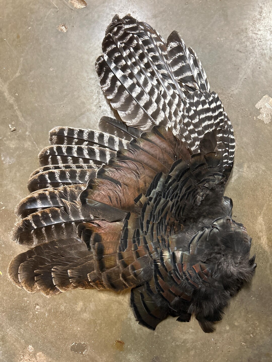 Wild Turkey Wing/ Feathers - Etsy