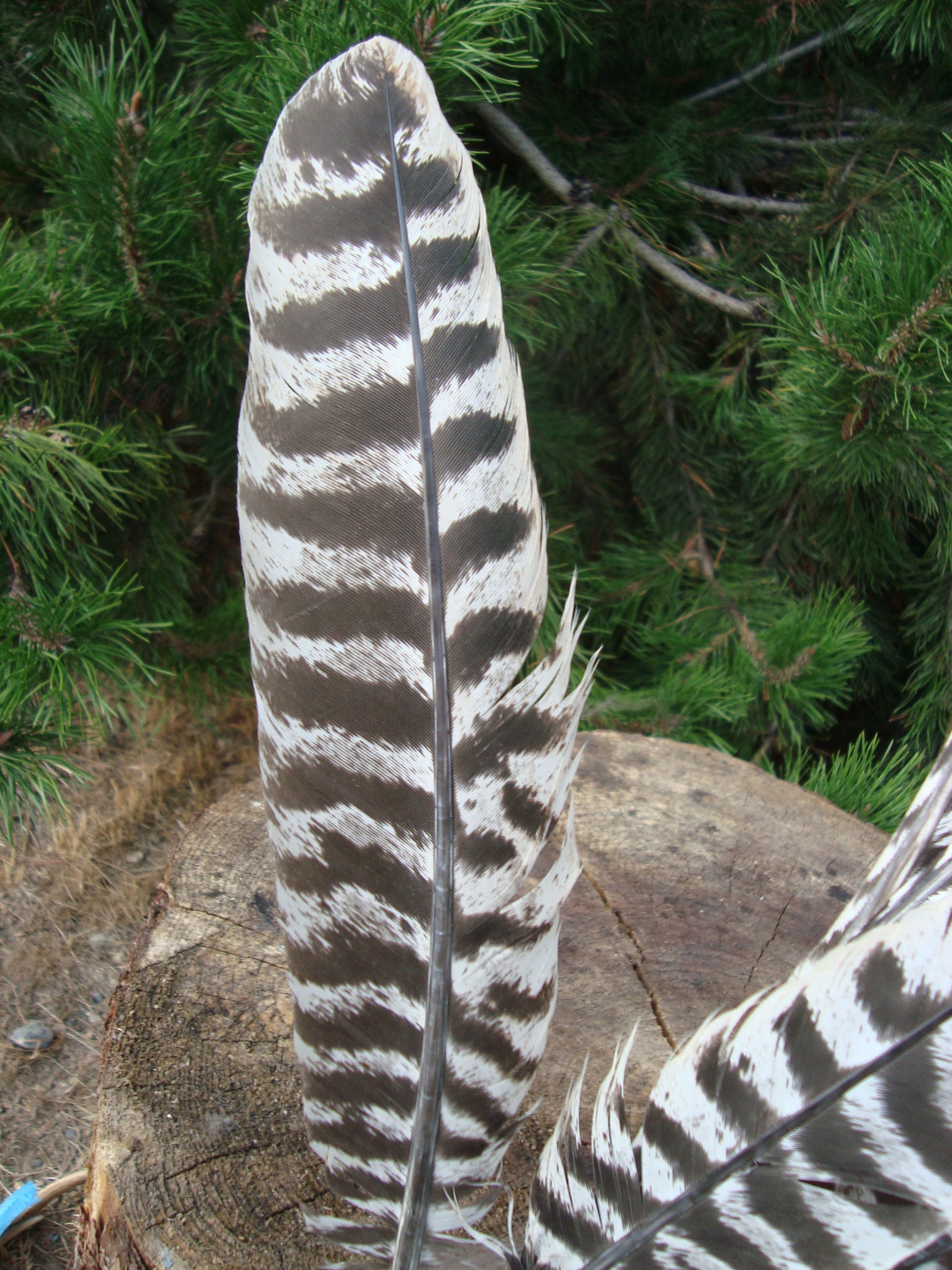 4 Wild Turkey Wing Feathers - Etsy