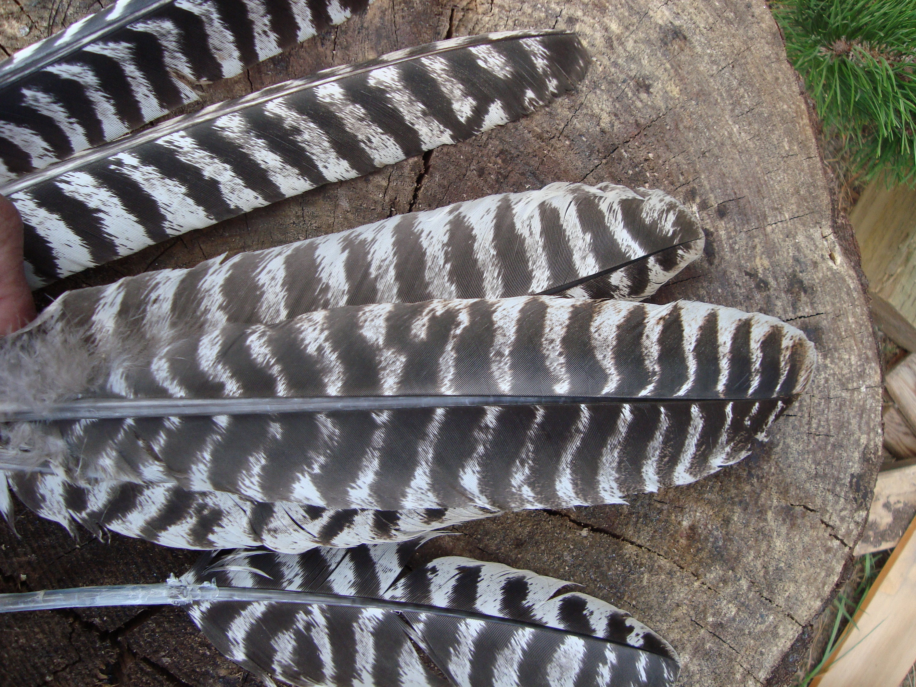 4 Wild Turkey Wing Feathers - Etsy