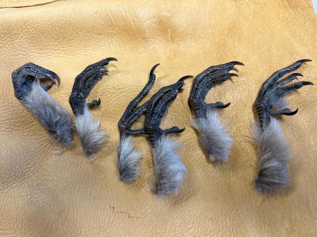 Grouse Foot Cured - Etsy