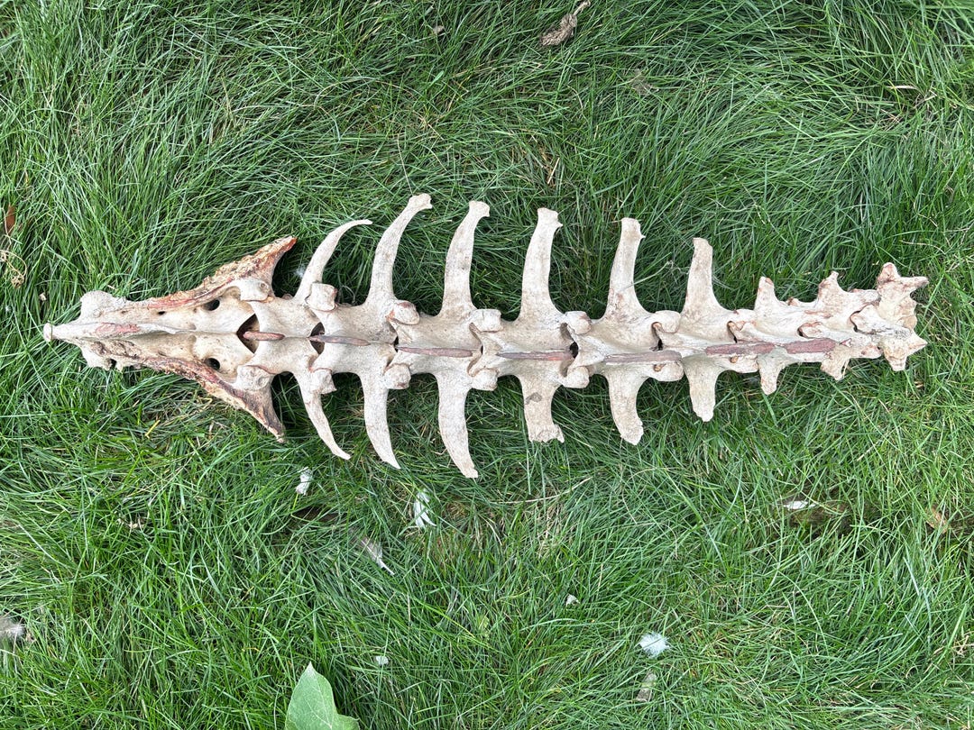 Elk Spine/vertebrae Nature Cleaned - Etsy