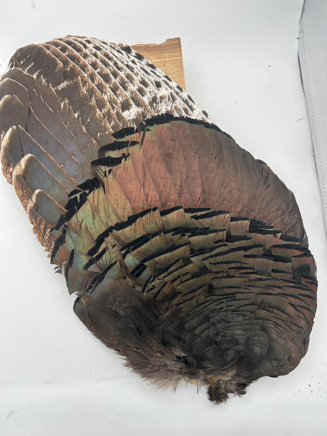 Wild Turkey Wing/ Feathers - Etsy