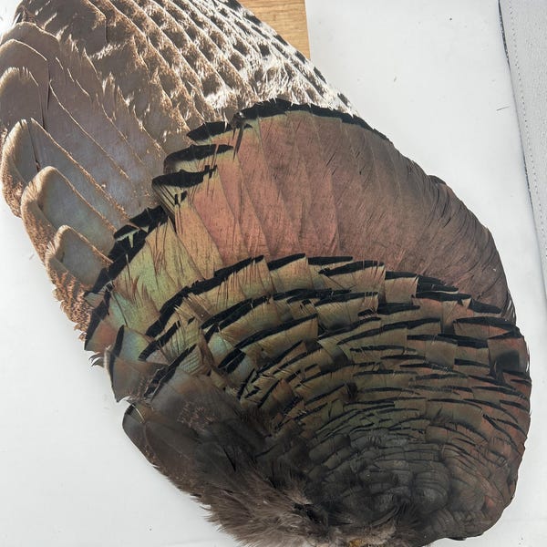 Turkey Wing Feathers - Etsy