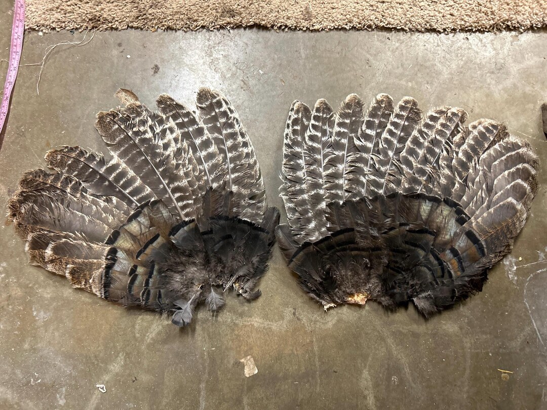 Wild Turkey Wing/ Feathers - Etsy