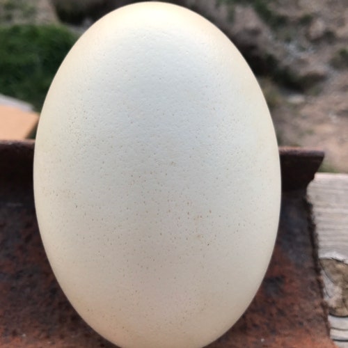 Premium Blank Ostrich Egg Shell for Crafts Decoration - Etsy