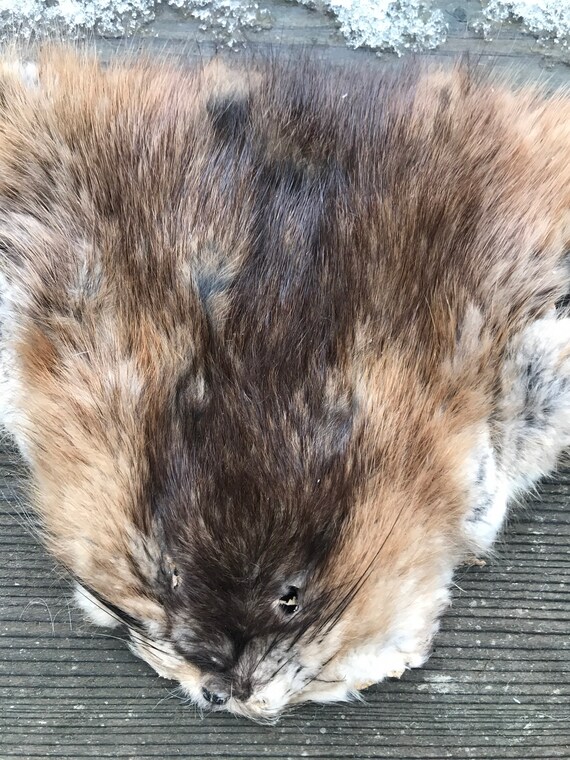 Muskrat Face