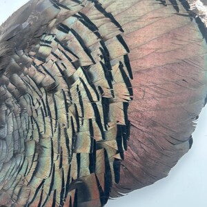 Wild Turkey Wing/ Feathers - Etsy