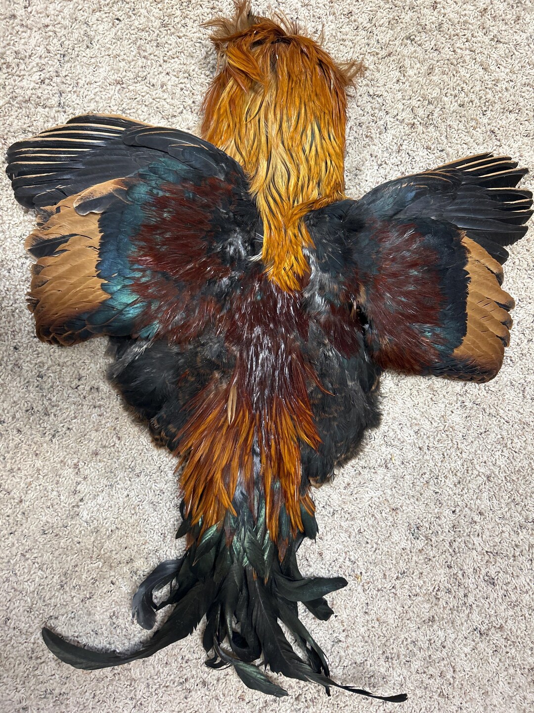 Cured Rooster Chicken Pelt XL - Etsy