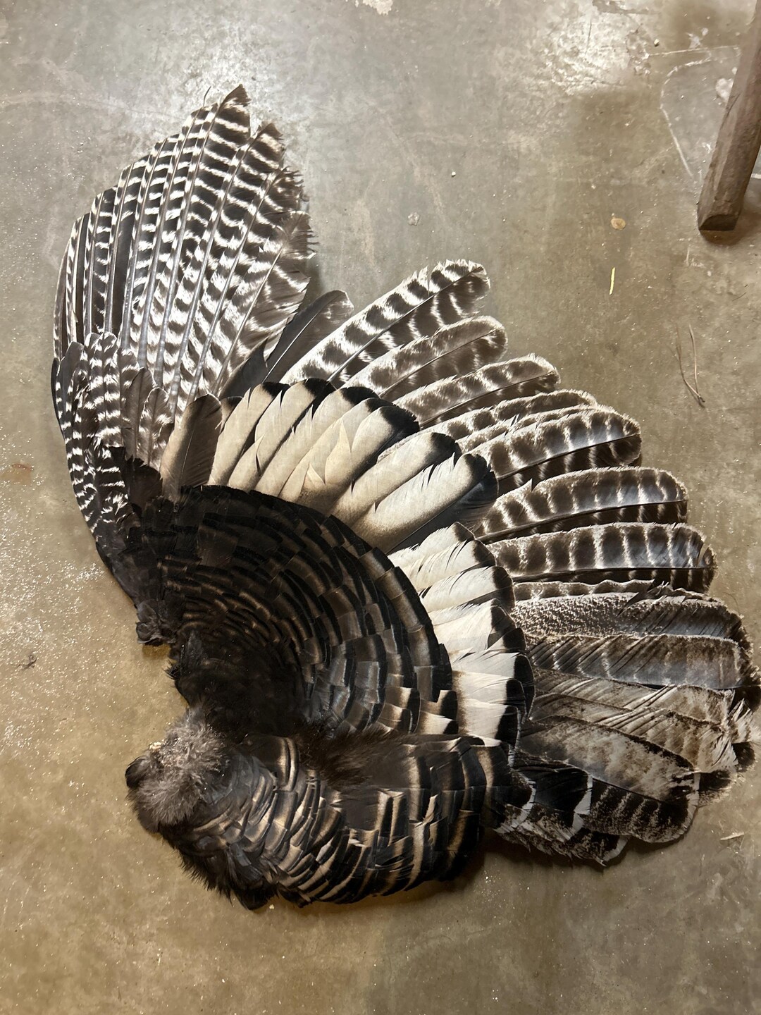 Turkey Wing/ Feathers - Etsy