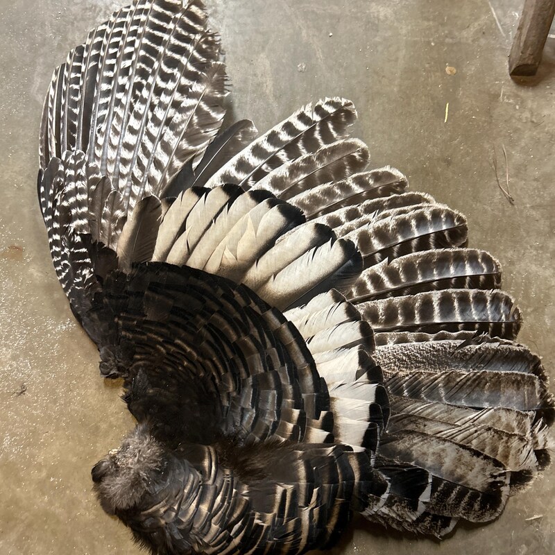 Turkey Wing Feathers - Etsy