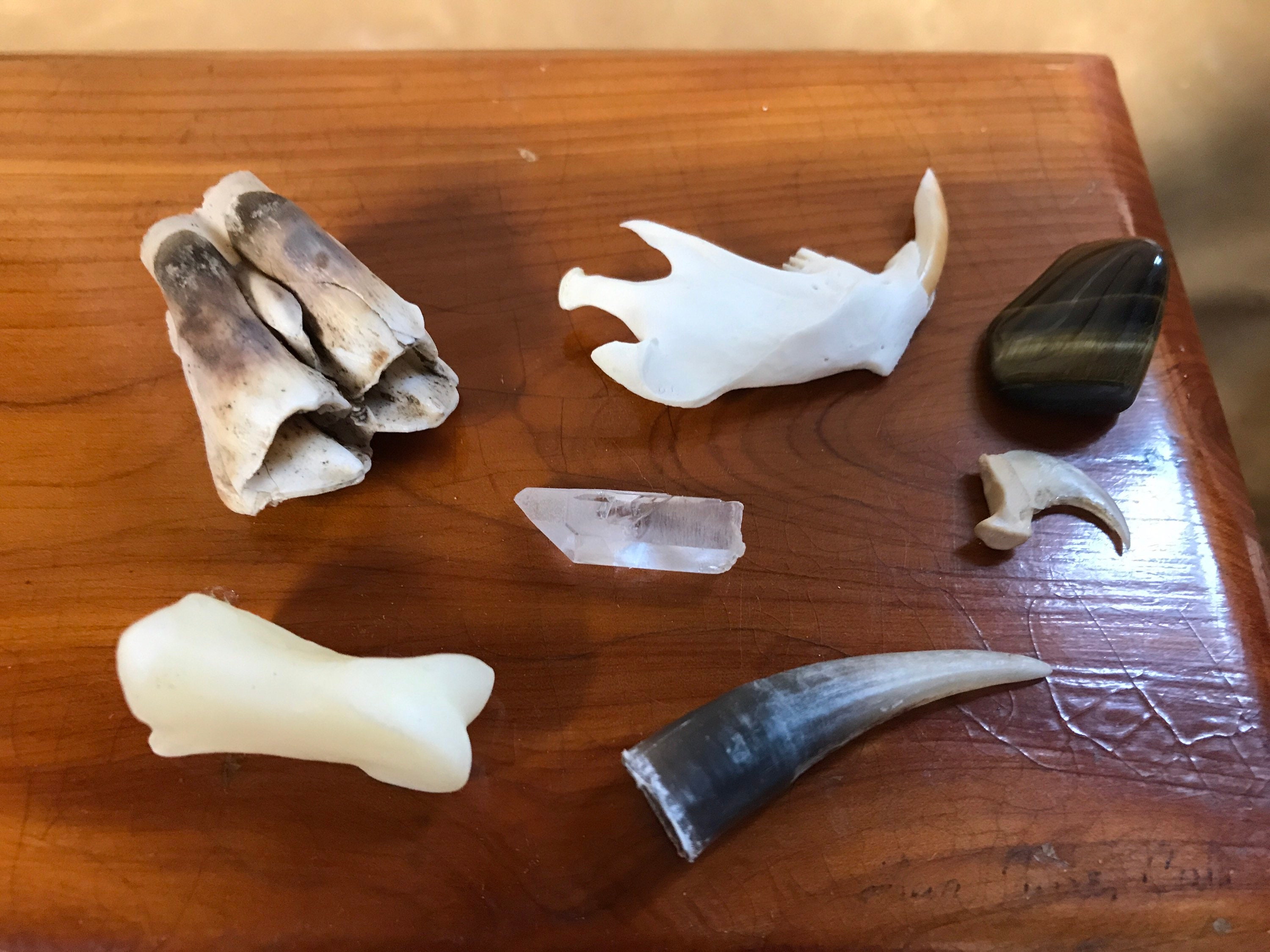 Curio Box Nature Finds Collection | Etsy