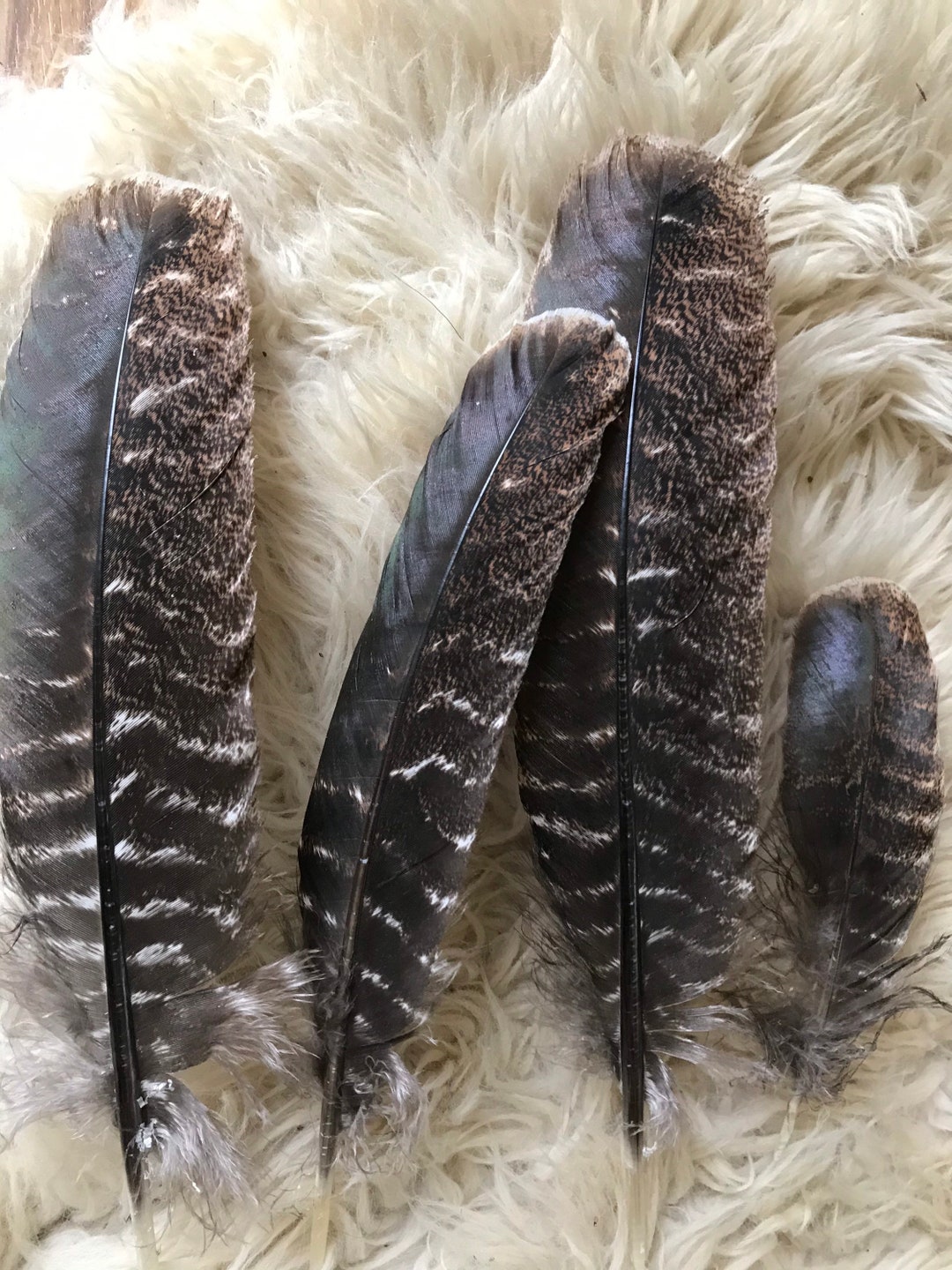 6 Wild Turkey Wing Feathers - Etsy