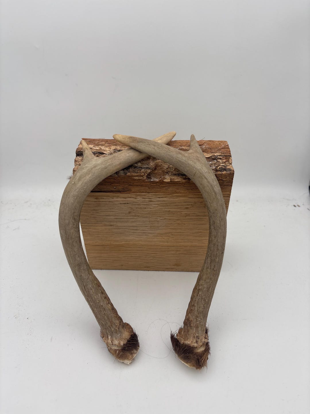 Small Deer Antler Set - Etsy