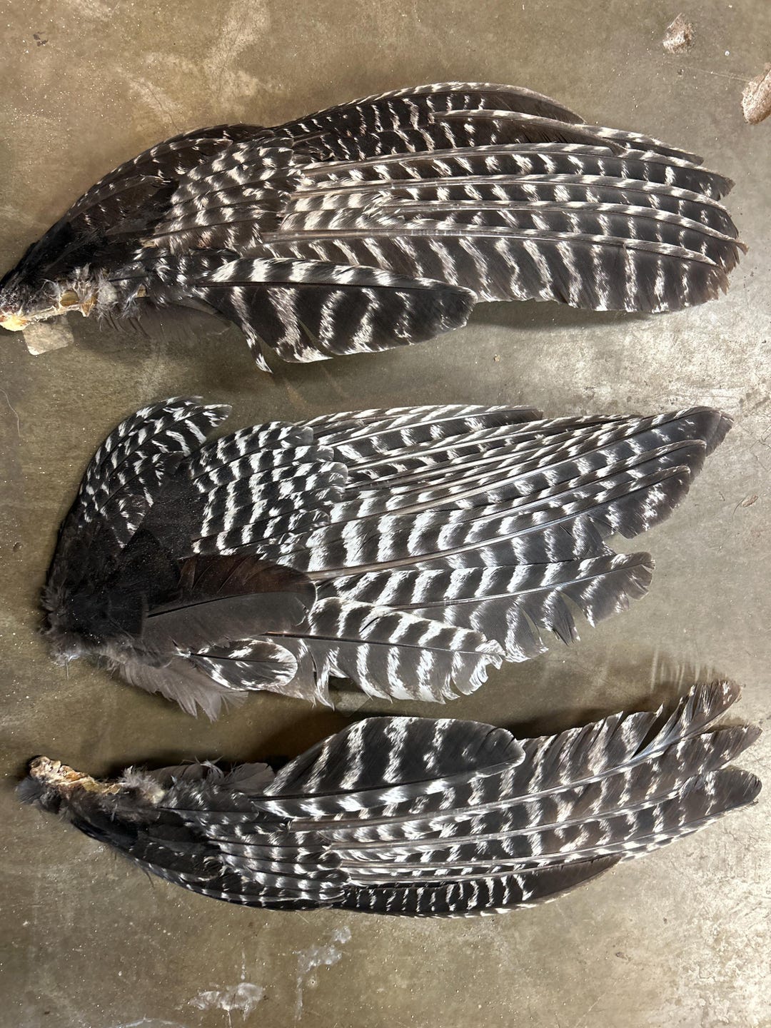 Wild Turkey Wing/ Feathers 3 - Etsy