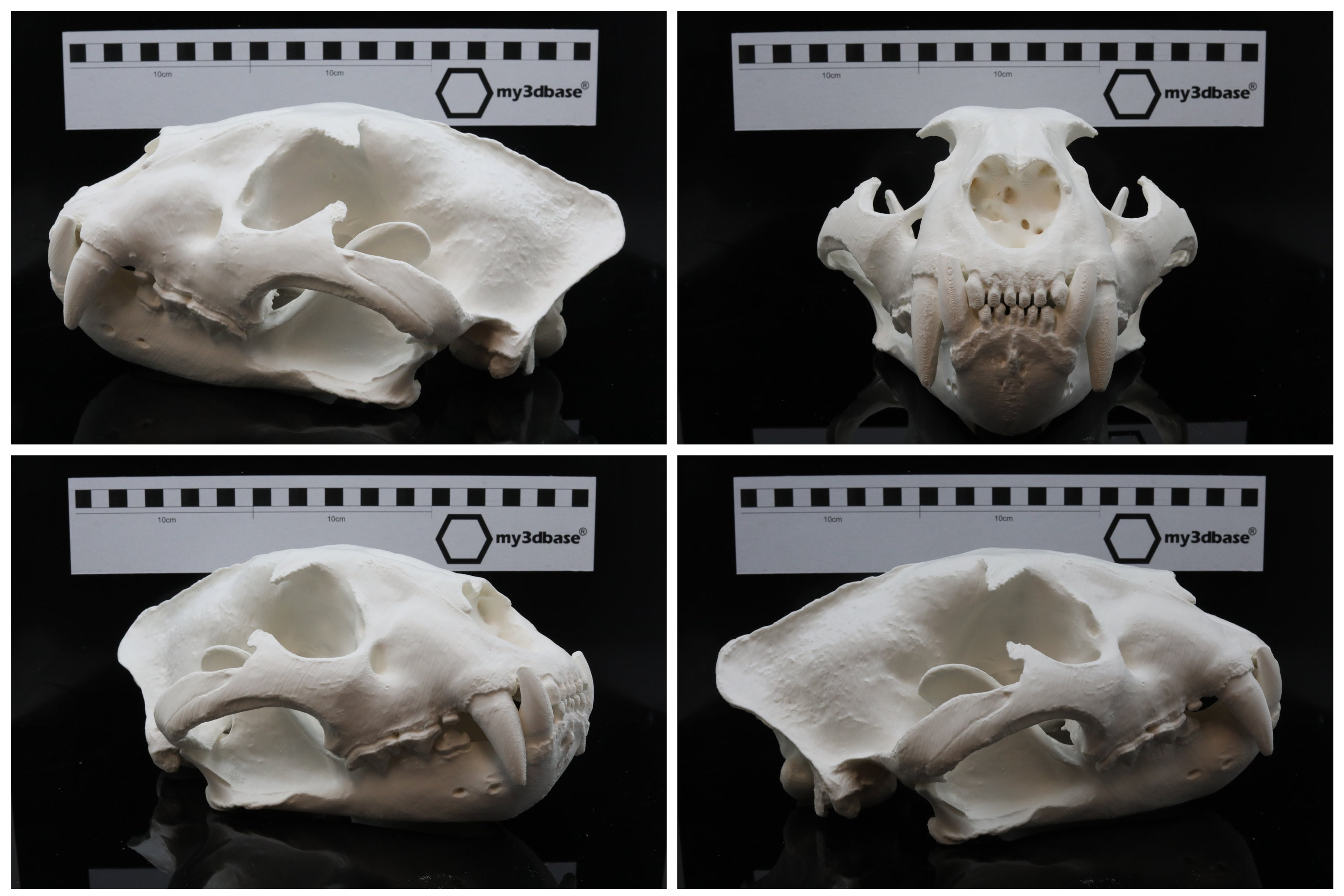 Panthera Onca Skull